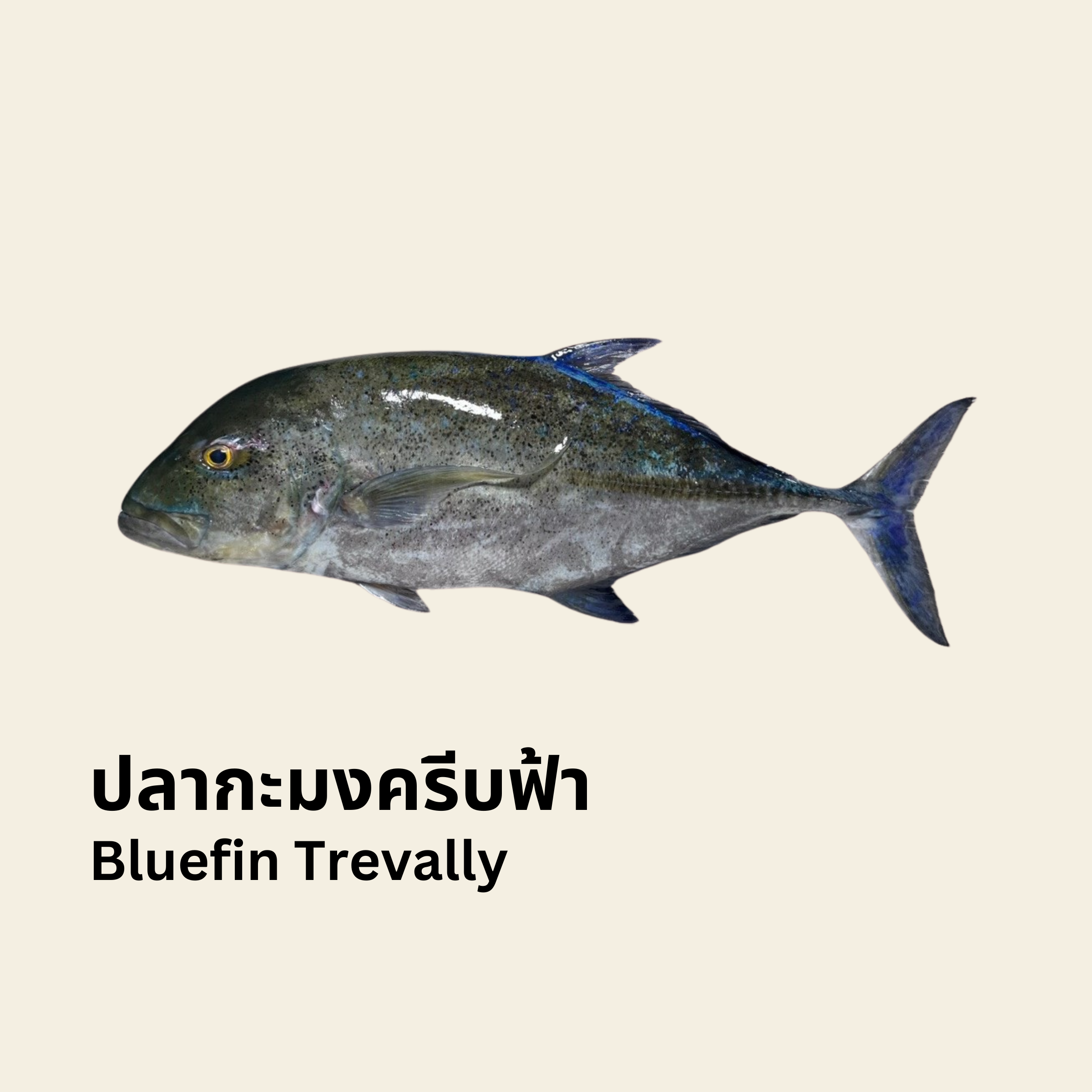 Wild Bluefin Trevally Fillet (170-200g)
