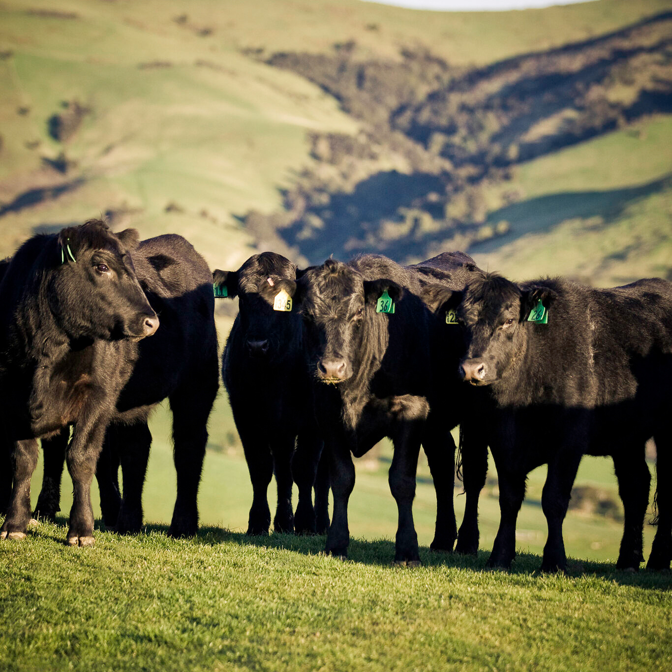 Handpicked' Pure South (NZ) Ribeye