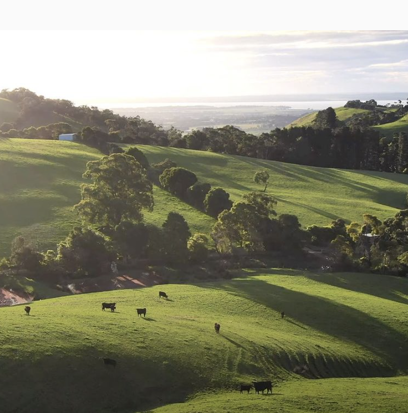 Grass-fed marrow bones (canoe cut)