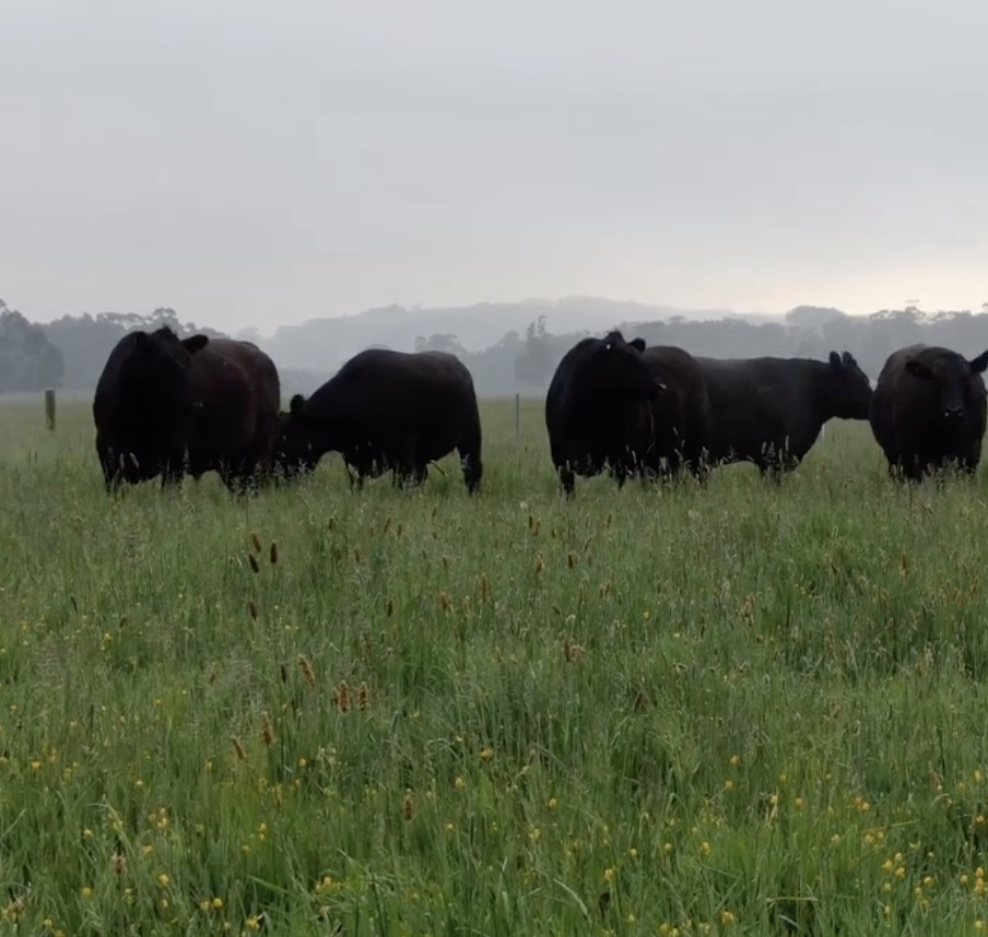 Grass-fed marrow bones (canoe cut)
