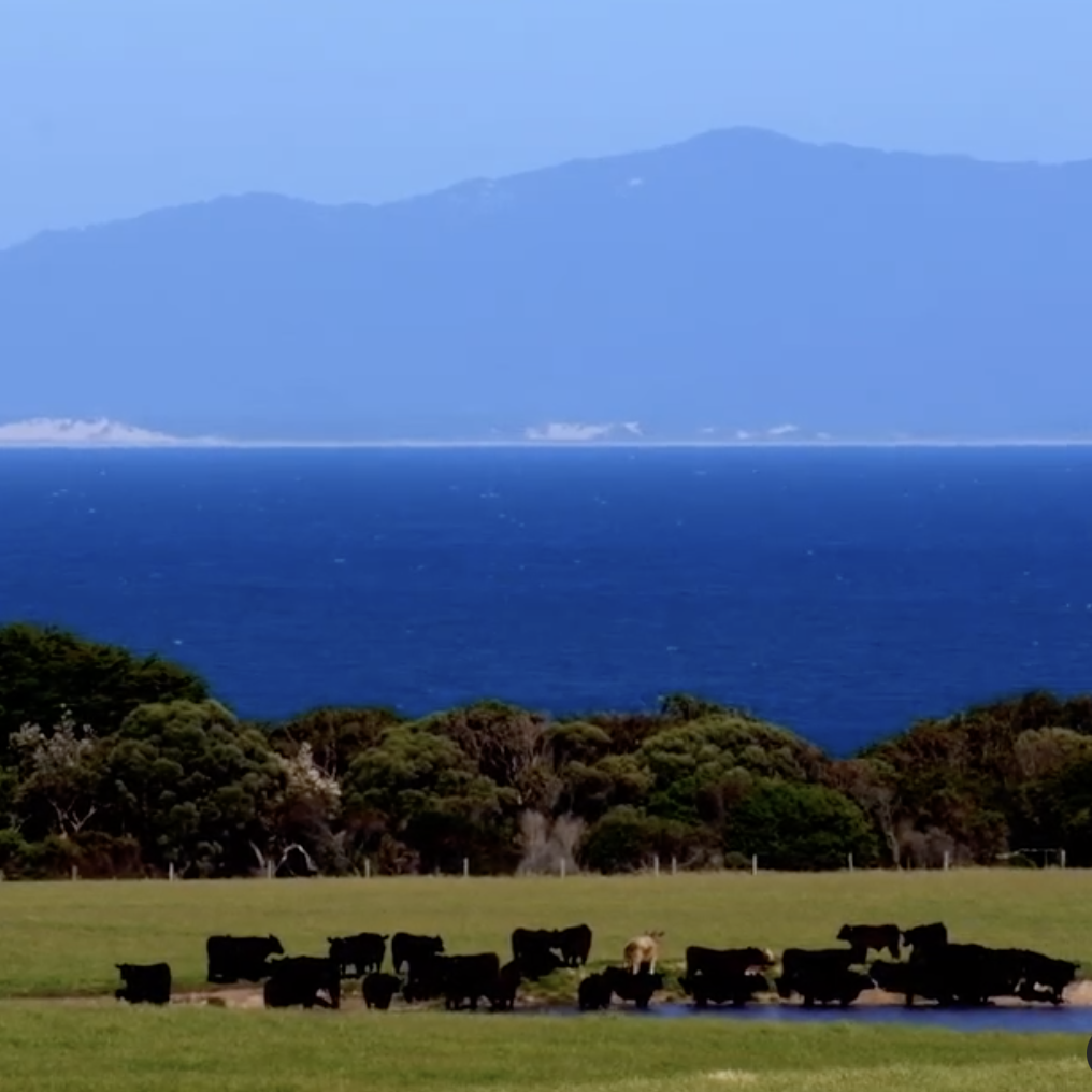 Grass-fed marrow bones (canoe cut)