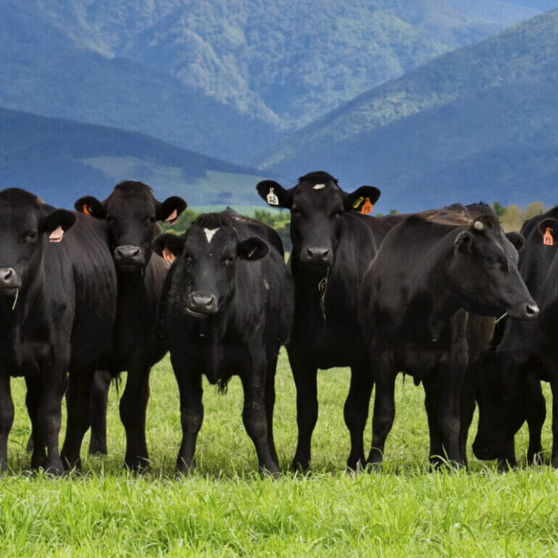 First Light Wagyu Rib Fingers