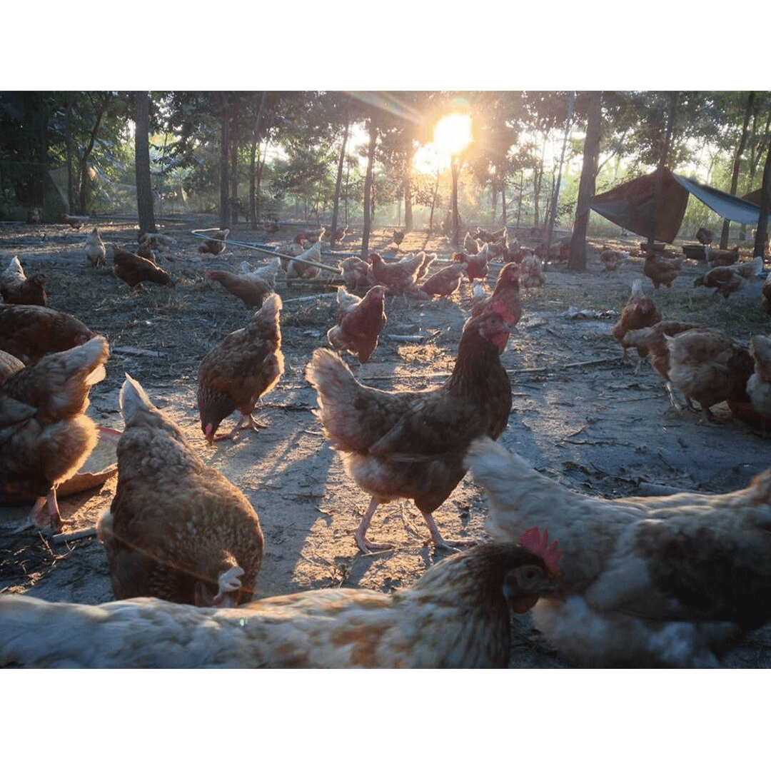 Pasture-raised Chicken Eggs 12-Pack