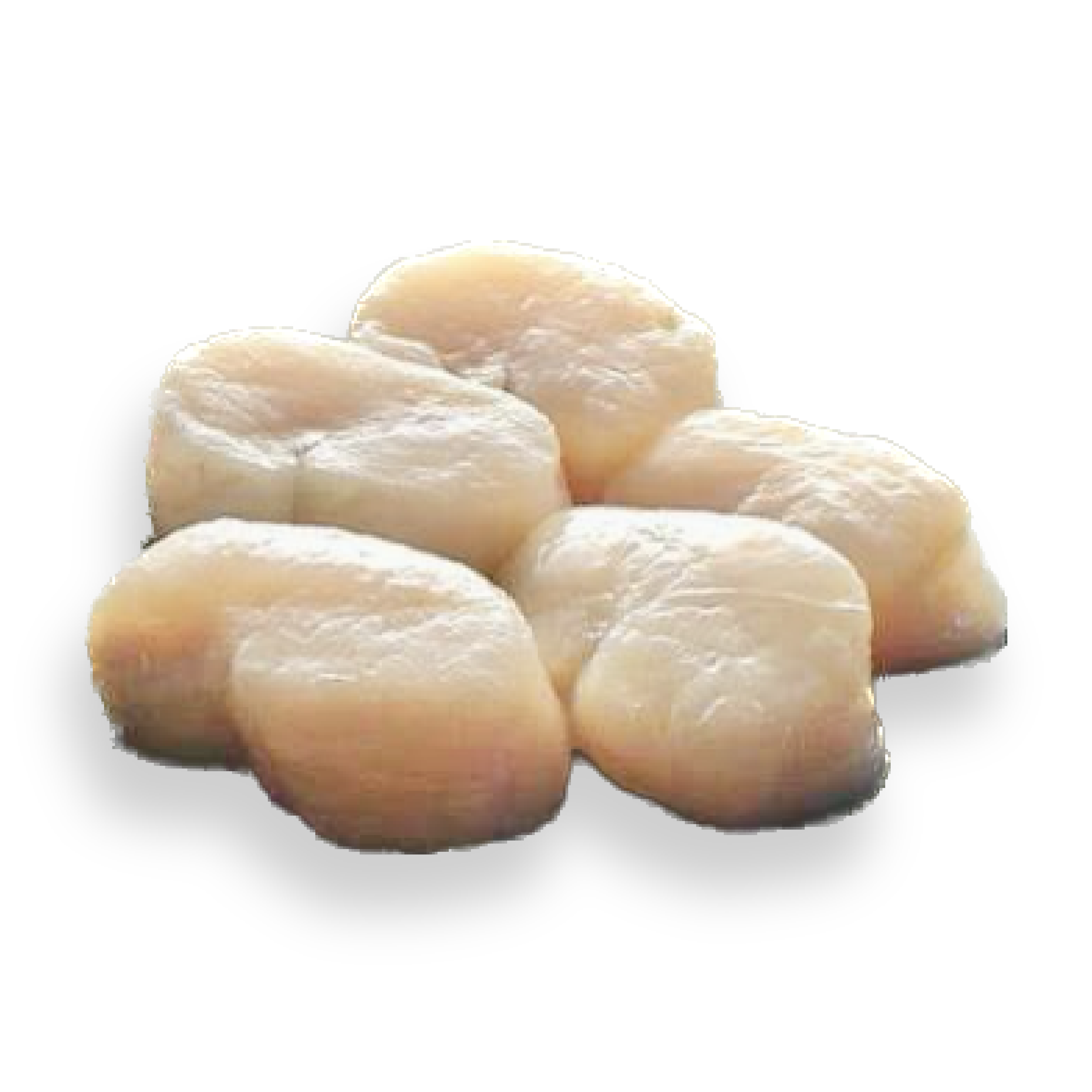 Wild Pen Shell (80-120 count/kg)