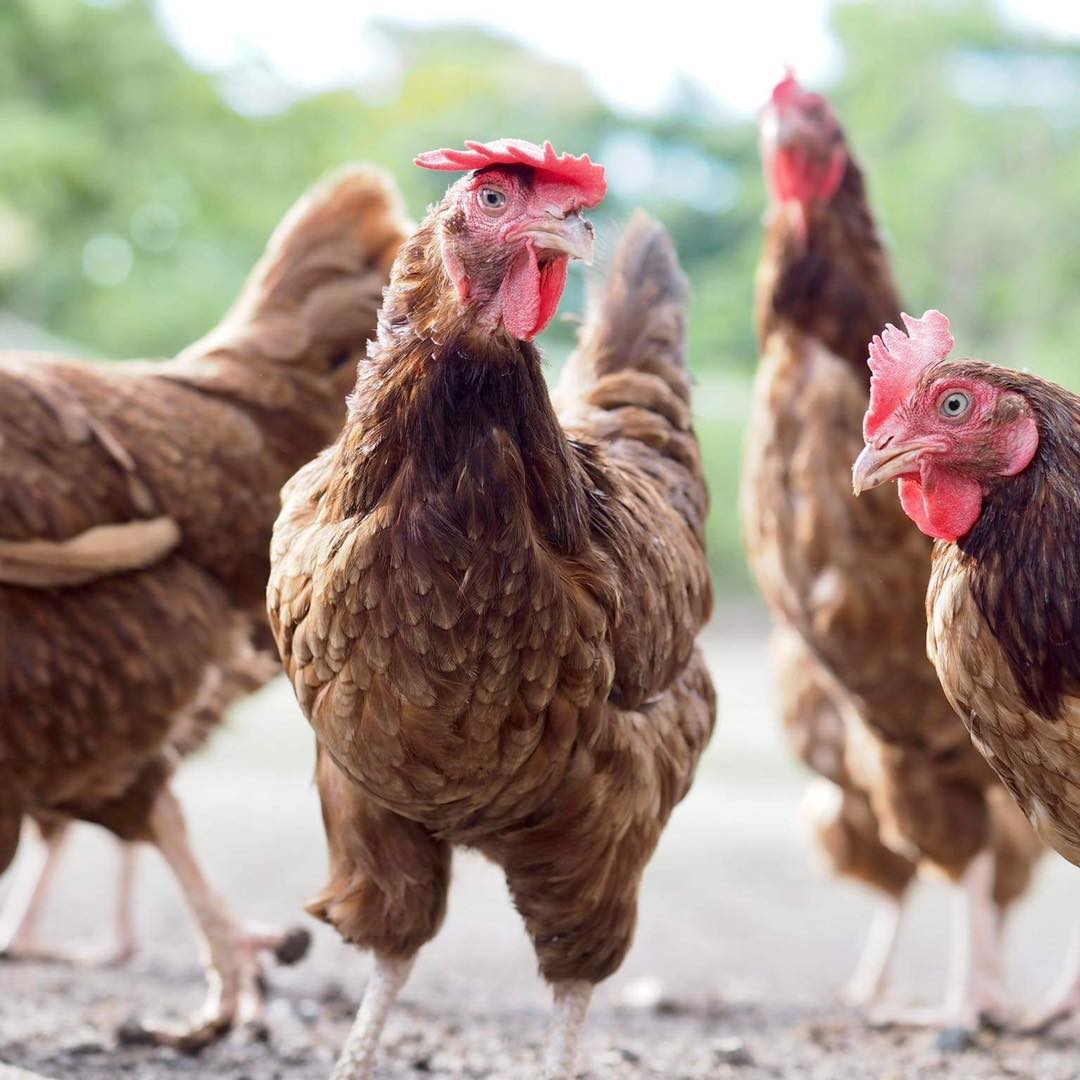 Organic Ground Chicken Gizzards