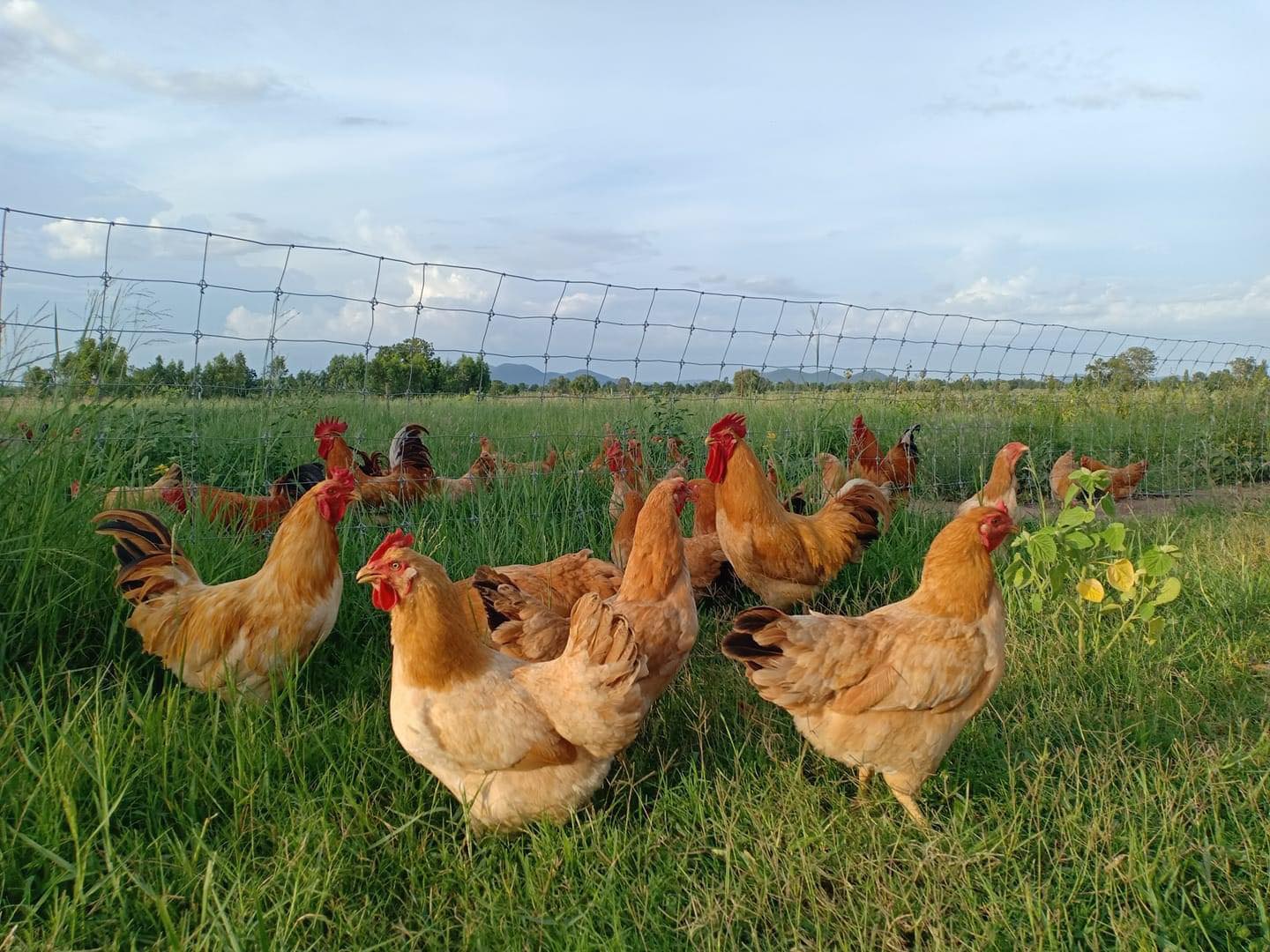 Organic Whole Chicken - Native Breed