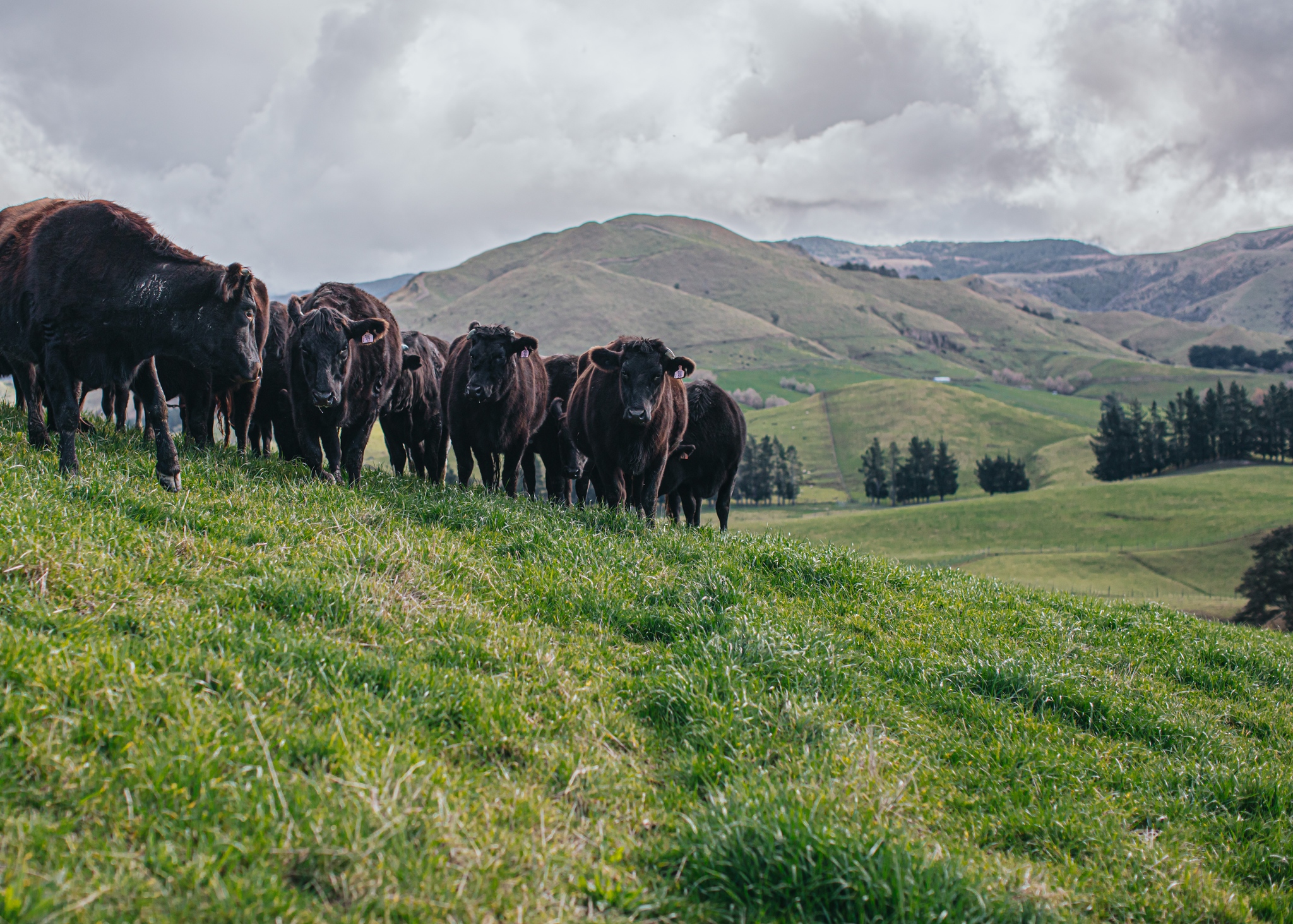 First Light Wagyu Short Ribs (whole rack)